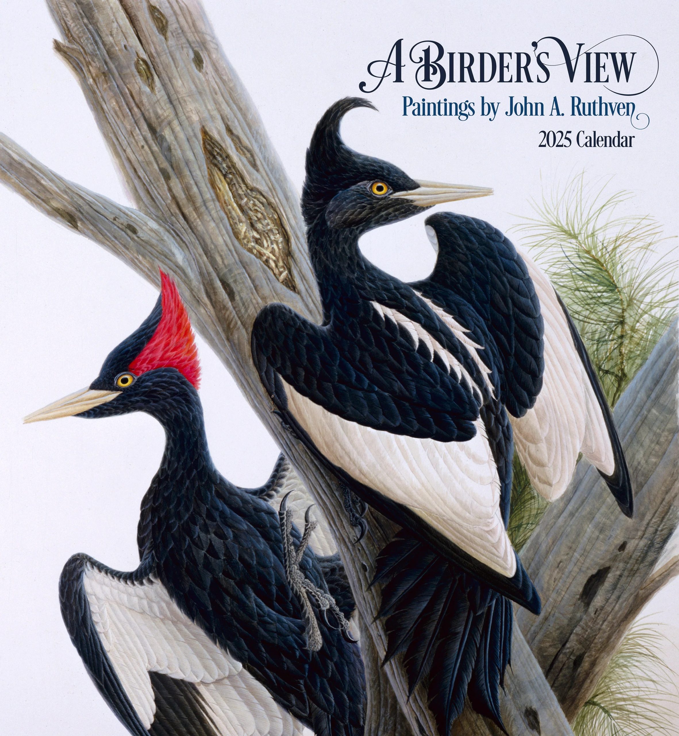A Birder's View: Paintings by John A. Ruthven 2025 Wall Calendar - Lexis Papper