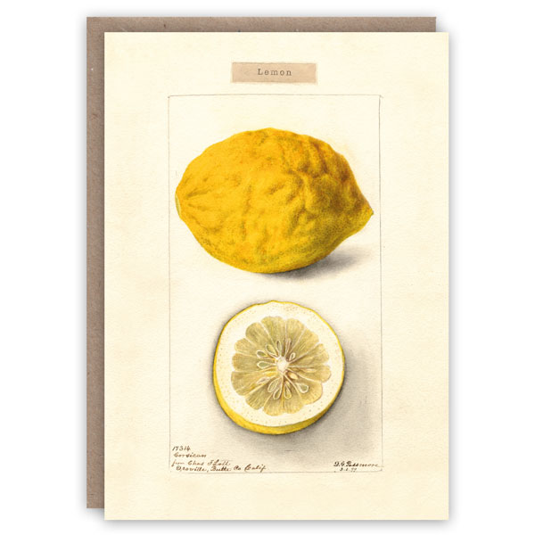 Lemon - Lexis Papper